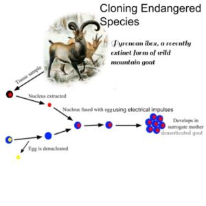 Will Cloning Endangered Species Save These Rare Creatures?